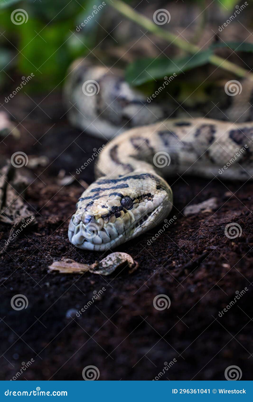 Vertical Shot of a Coiled Snake Resting Against a Rocky Surface Stock ...
