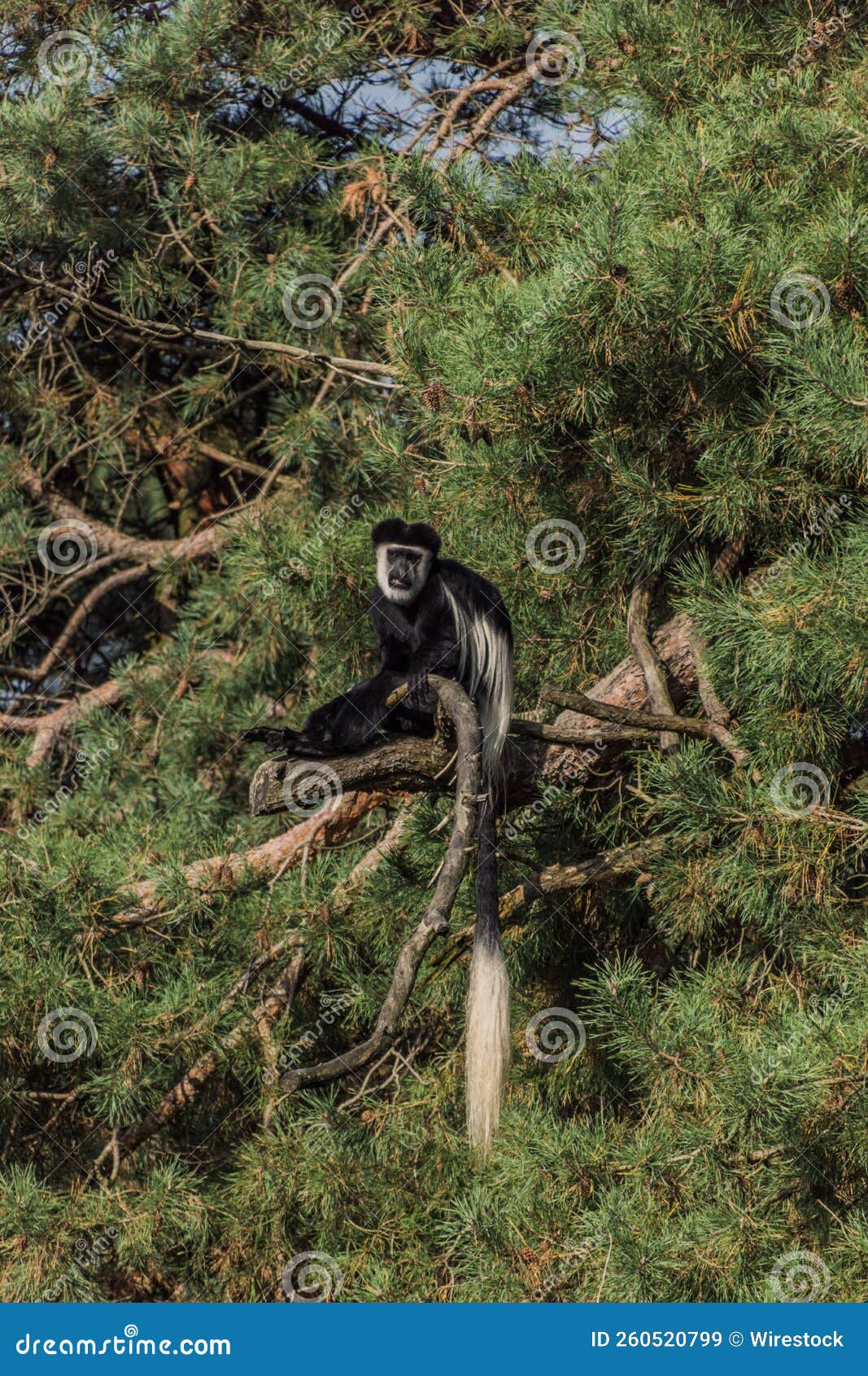 Vertical Shot of a Colobus Monkey on Tree Branches Stock Image - Image ...