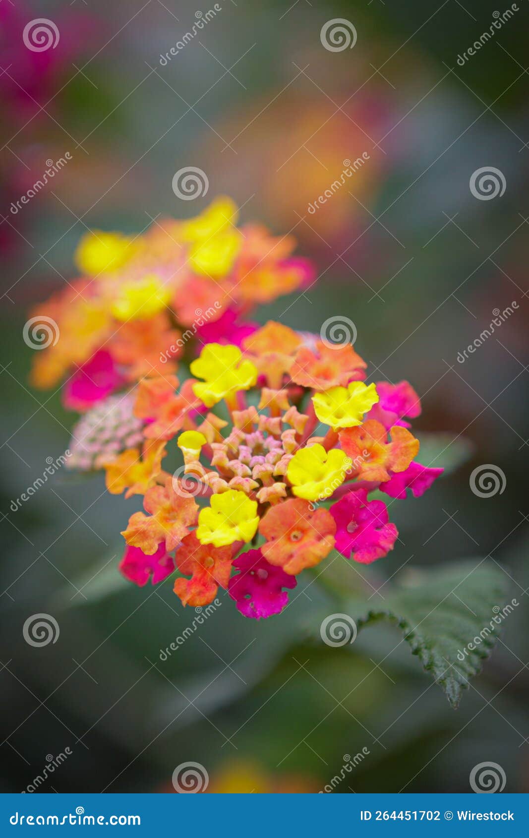 Vertical Shot of Colorful Lantana Flowers with Green Leaves Isolated on ... Vertical Shot of Colorful Lantana Flowers with Green Leaves Isolated on ...