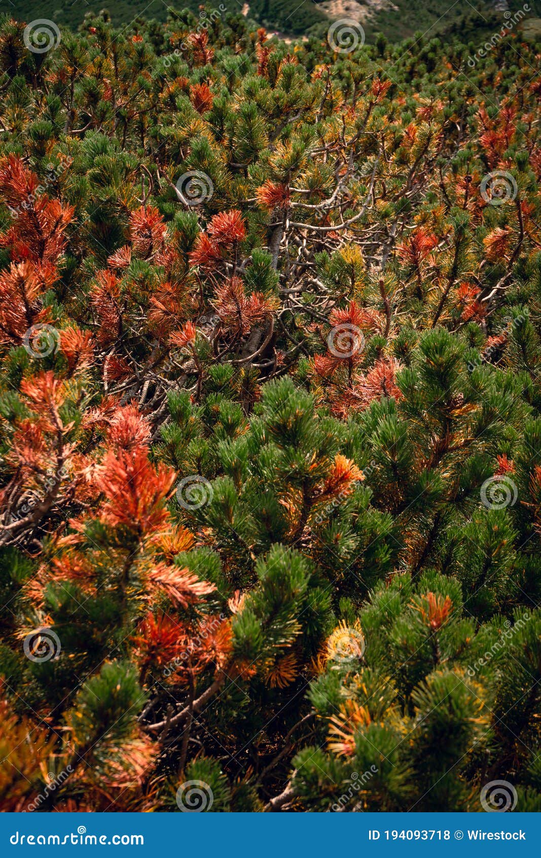 Vertical Shot of Colorful Pines Stock Photo - Image of forest, plant ...