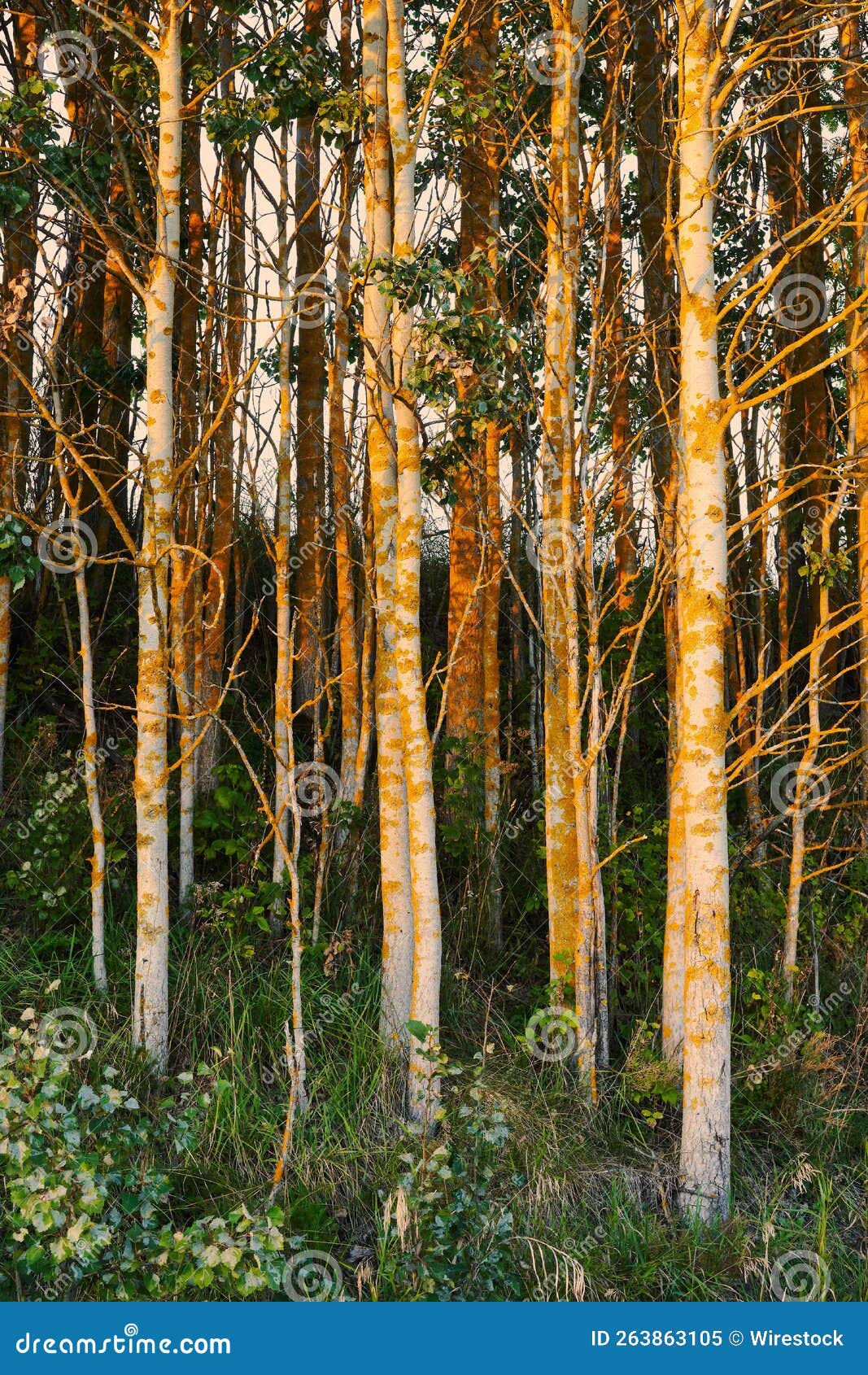 Vertical Shot of a Colorful Trunk of Trees in a Forest Stock Image ...
