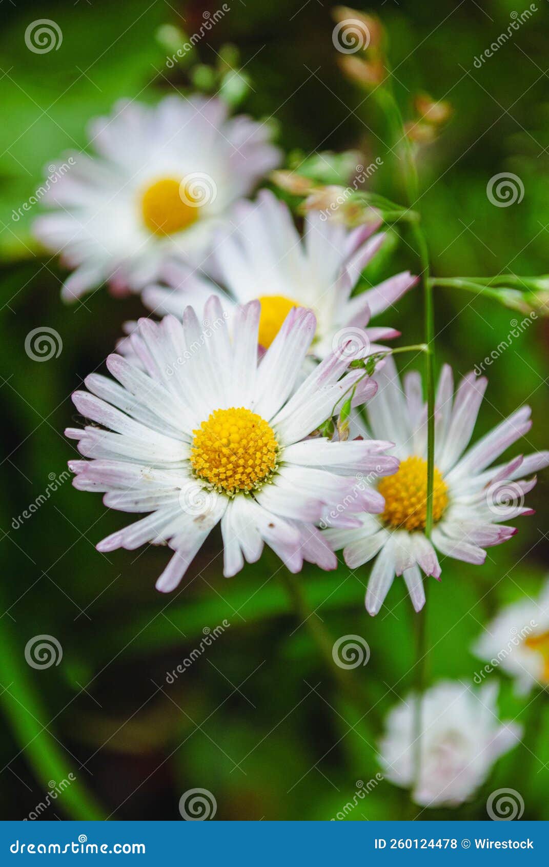 Vertical Shot of the Common Daisy Plant Stock Photo - Image of blossom ...