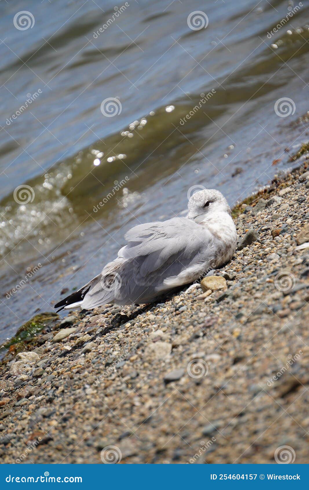 Vertical Shot of a Common Gull by the River Playing with His Feathers ...