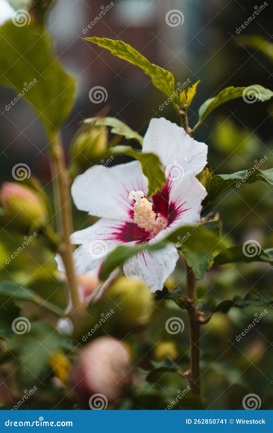Vertical Shot of a Common Hibiscus Flower Growing in a Field Stock ...