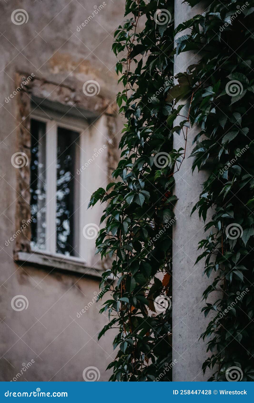 Vertical Shot of Common Ivy Crawling on a Post Stock Photo - Image of ...