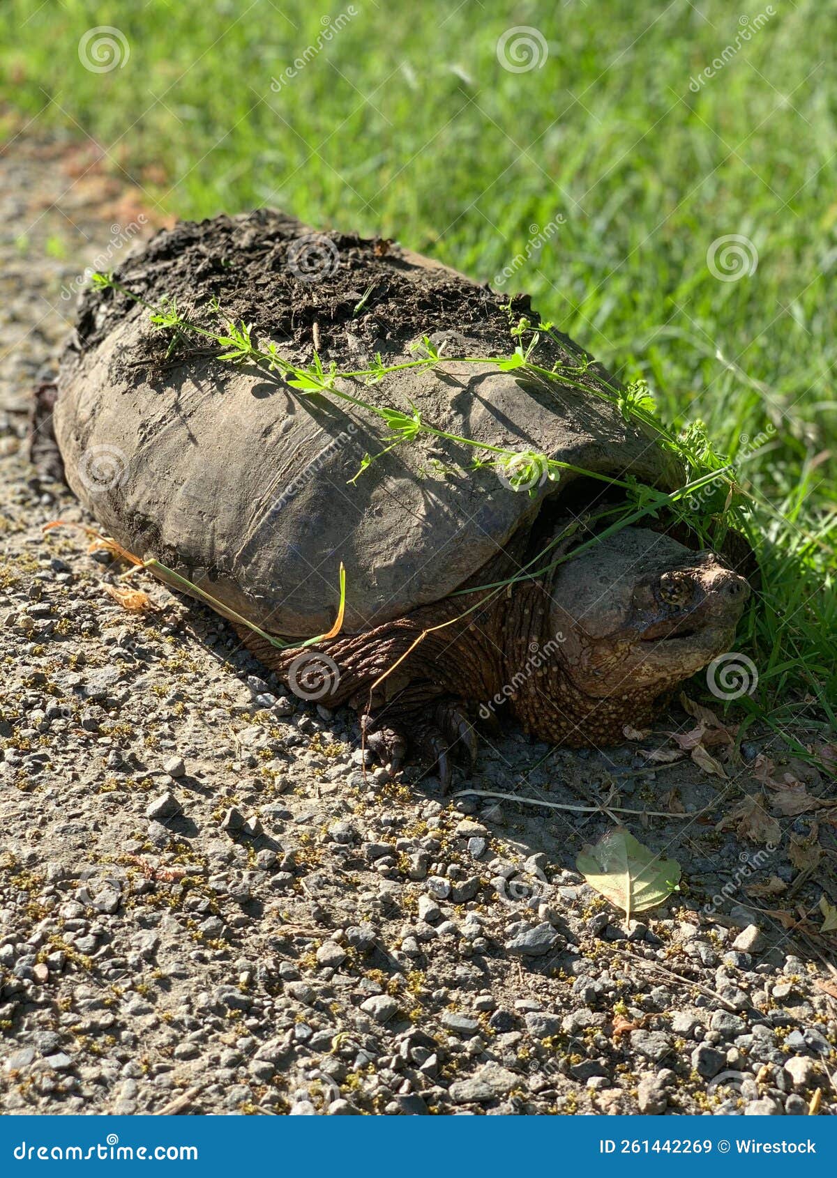 Vertical Shot of a Common Snapping Turtle (Chelydra Serpentina) on the ...