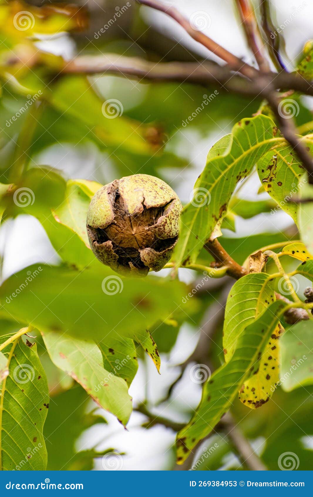 Vertical Shot of a Common Walnut Fruit on the Tree Stock Image - Image ...
