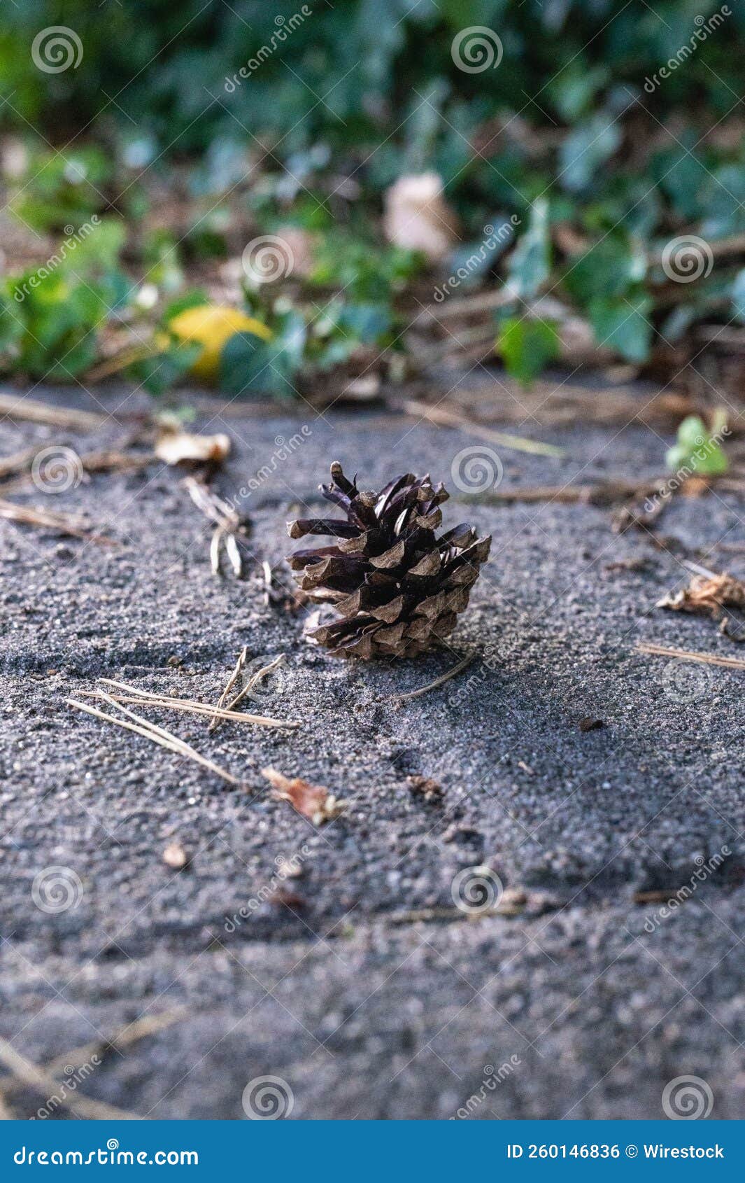 Vertical Shot of a Cone Fallen on the Ground Stock Photo - Image of ...