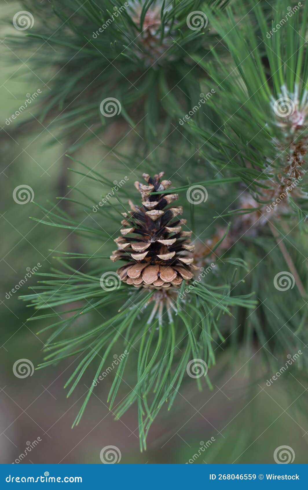 Vertical Shot of a Cone on a Pine Tree Branch Stock Image - Image of ...
