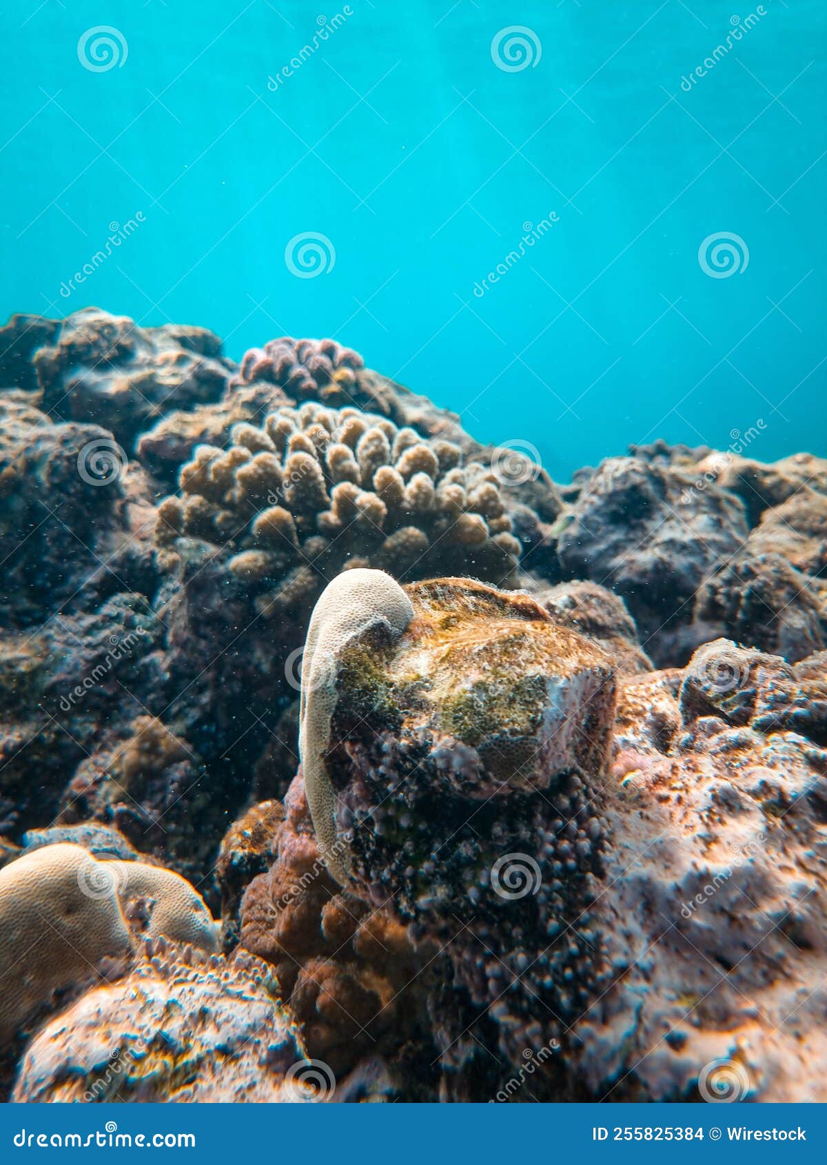Vertical Shot of a Coral Reef Underwater Stock Photo - Image of water ...