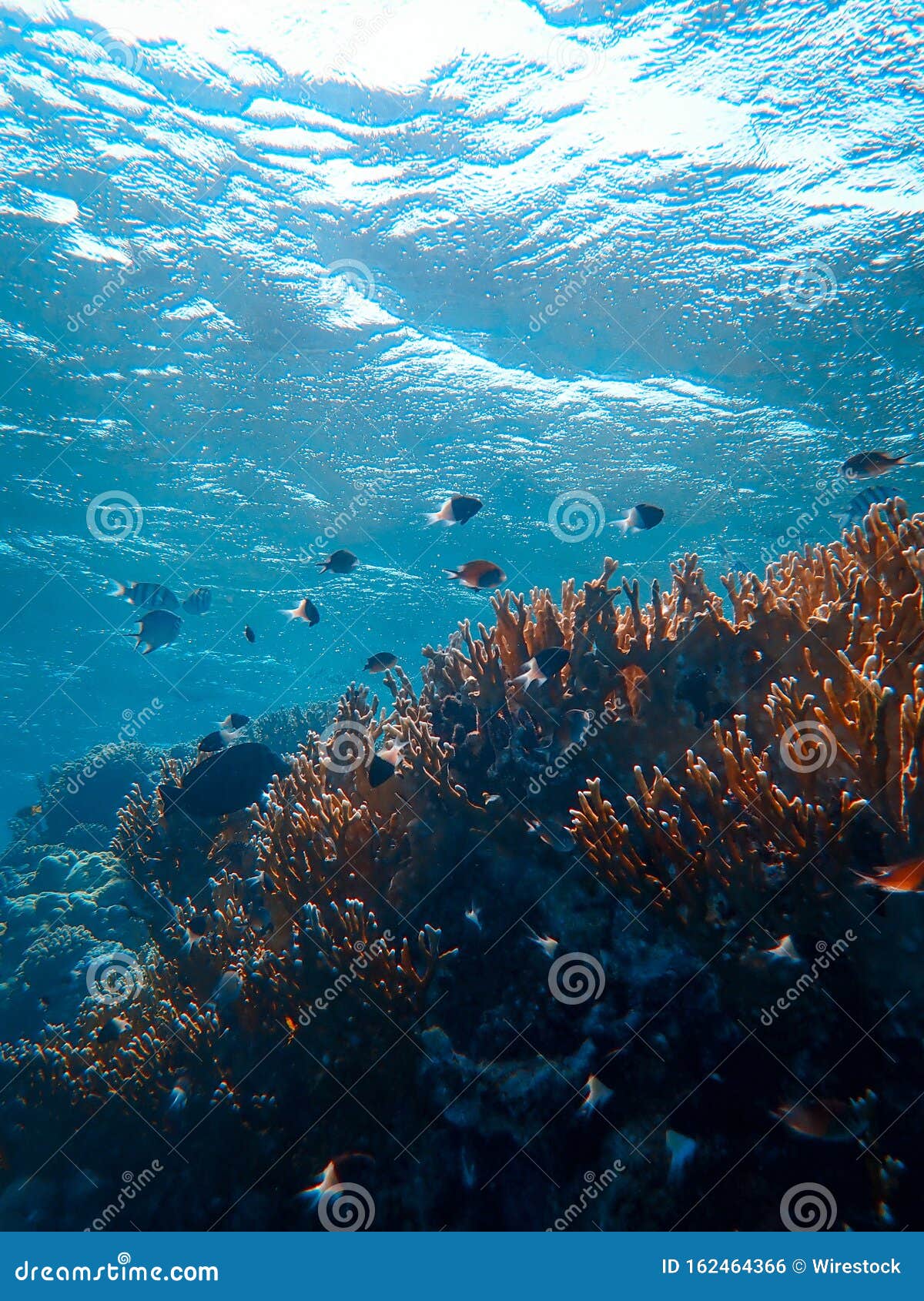 Vertical Shot of Corals and Some Beautiful Fish Swimming Under the Sea ...