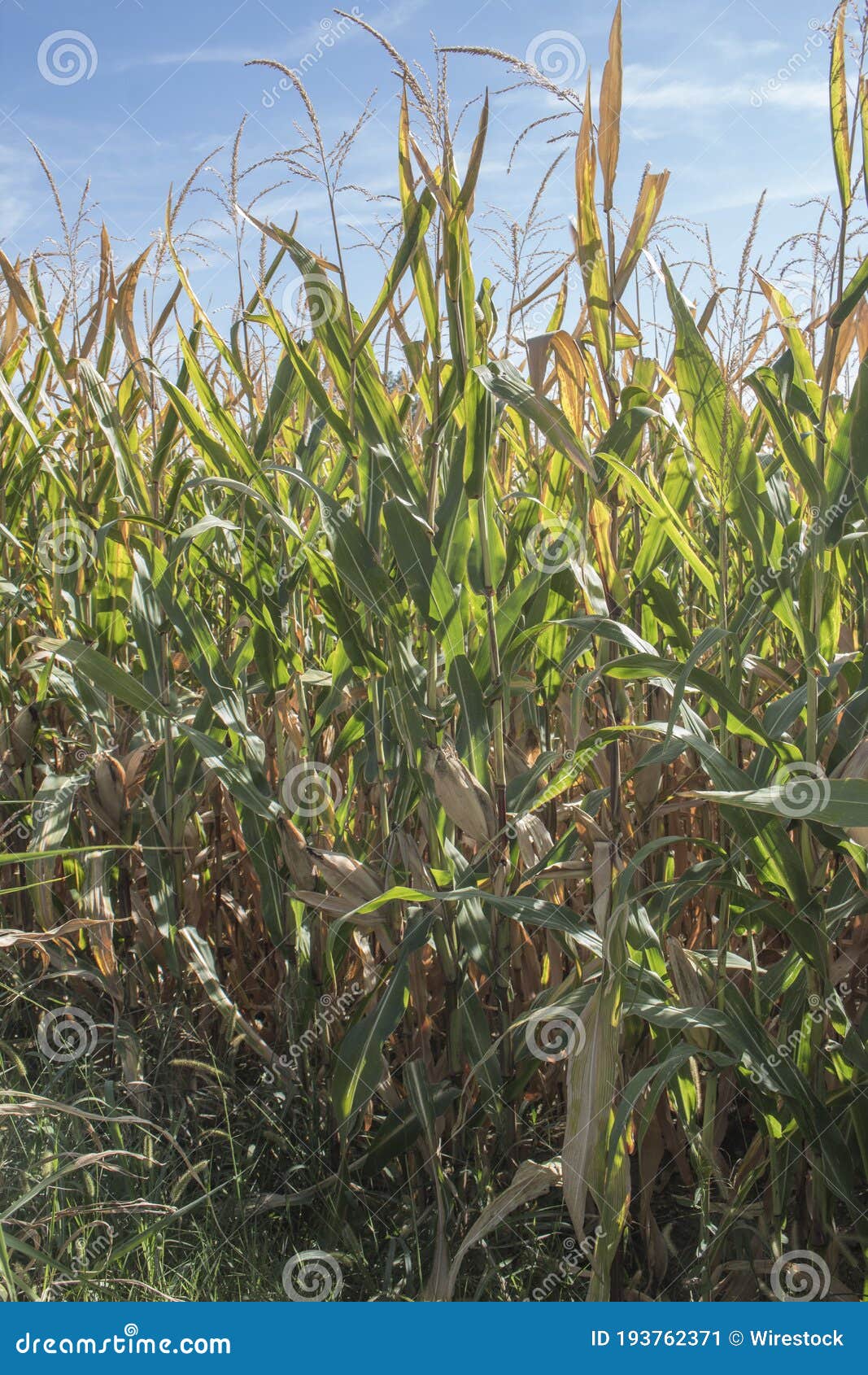 Vertical Shot of Cornfield with a Clear Sky Background Stock Image ...