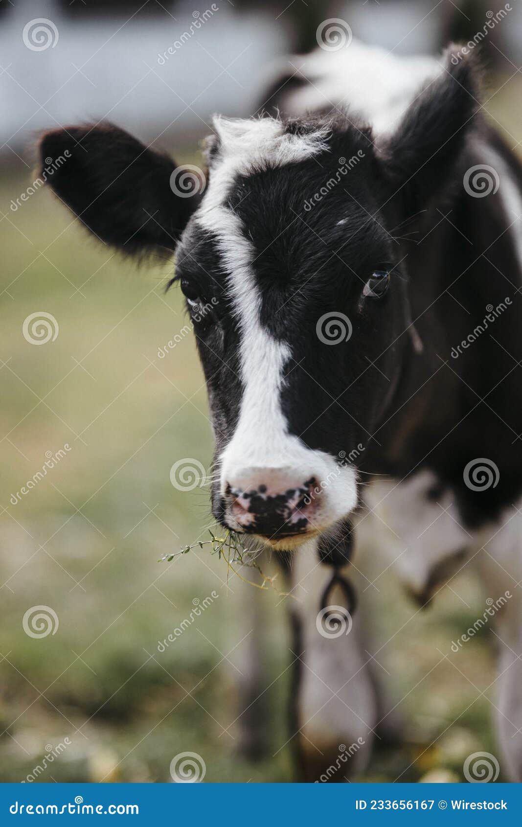 Vertical shot of a cow stock image. Image of farm, food - 233656167