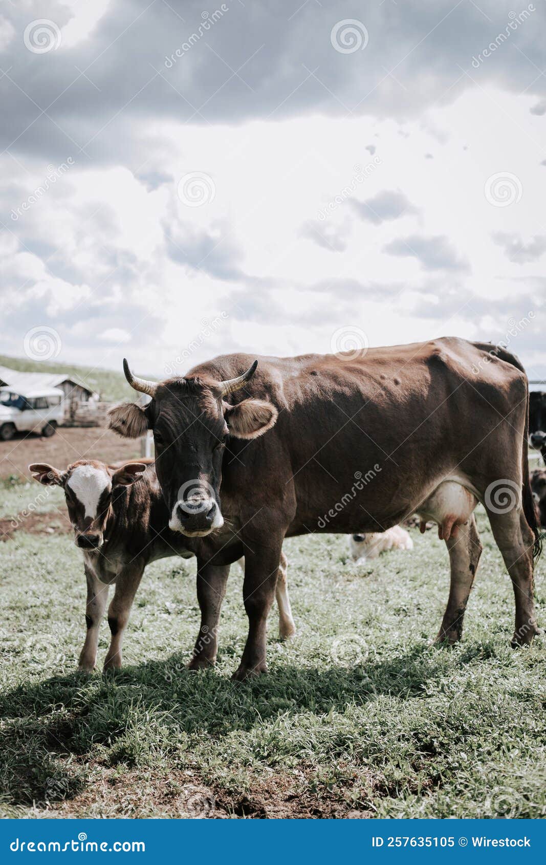 Vertical Shot of a Cow and a Calf Grazing in the Mountains Stock Image ...