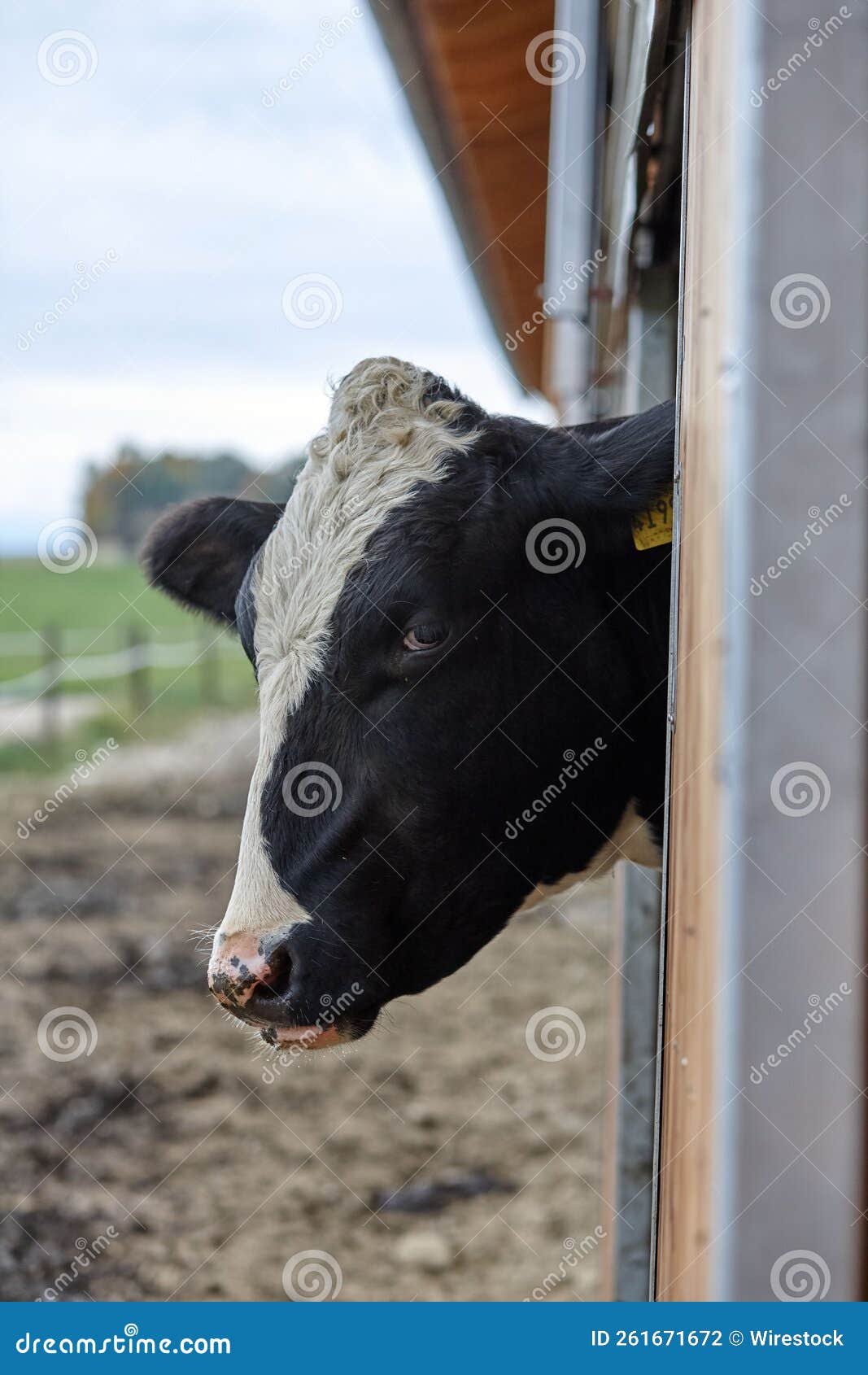 Vertical Shot of a Cow Face Peeking through the Barn Stock Photo ...