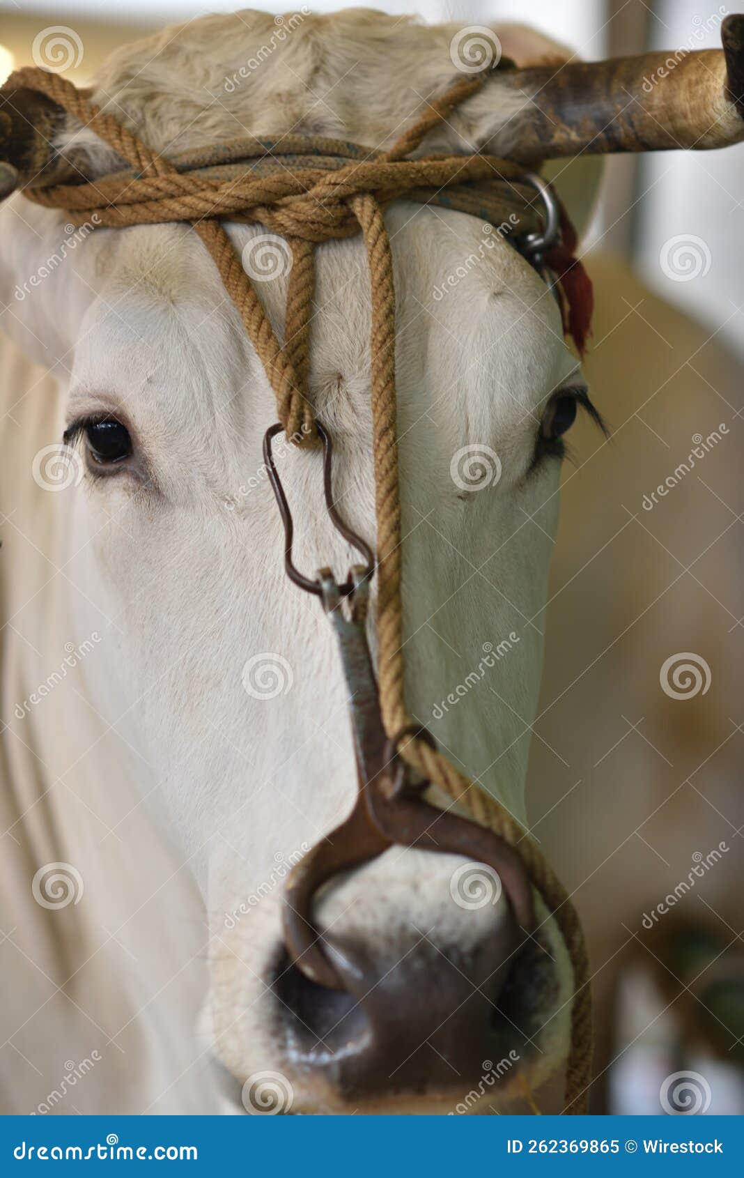 Vertical Shot of a Cow on a Farm on a Blurred Background Stock Image ...