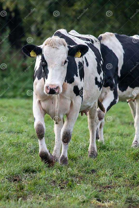 Vertical Shot of a Cow in the Field Stock Image - Image of grazing ...