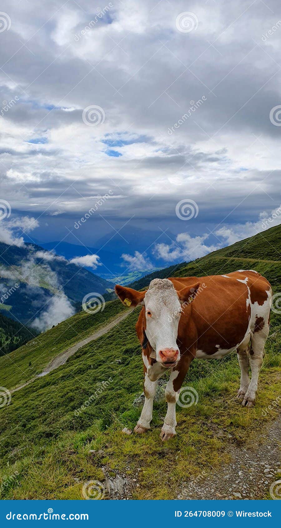 Vertical Shot of a Cow in the Nature Stock Image - Image of green ...