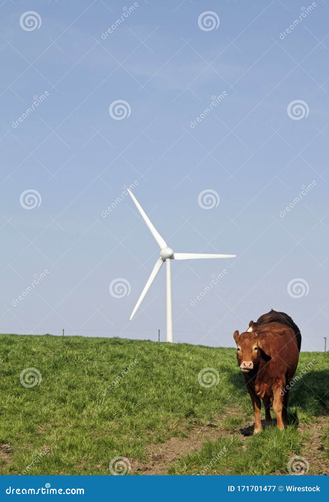 Vertical Shot of a Cow Standing on a Grassy Hill with a Windmill in the ...
