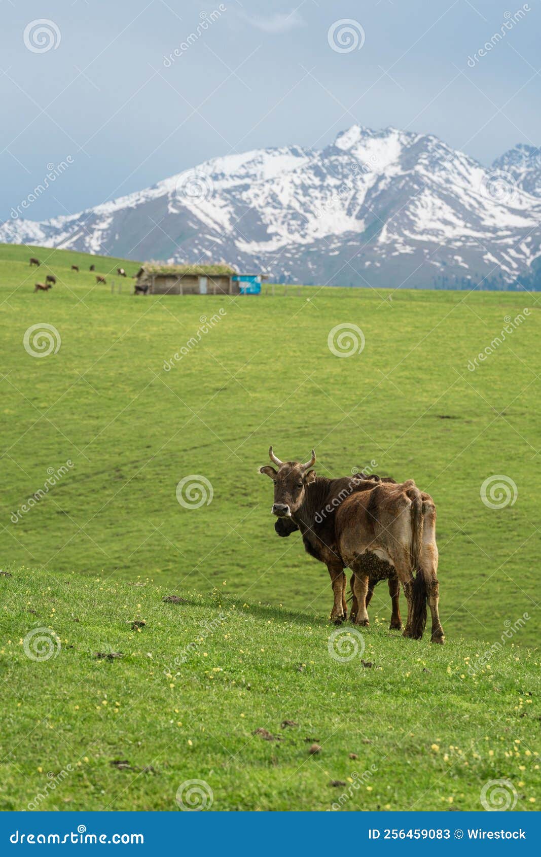 Vertical Shot of Cows Walking in a Field during Daytime with Mountains ...