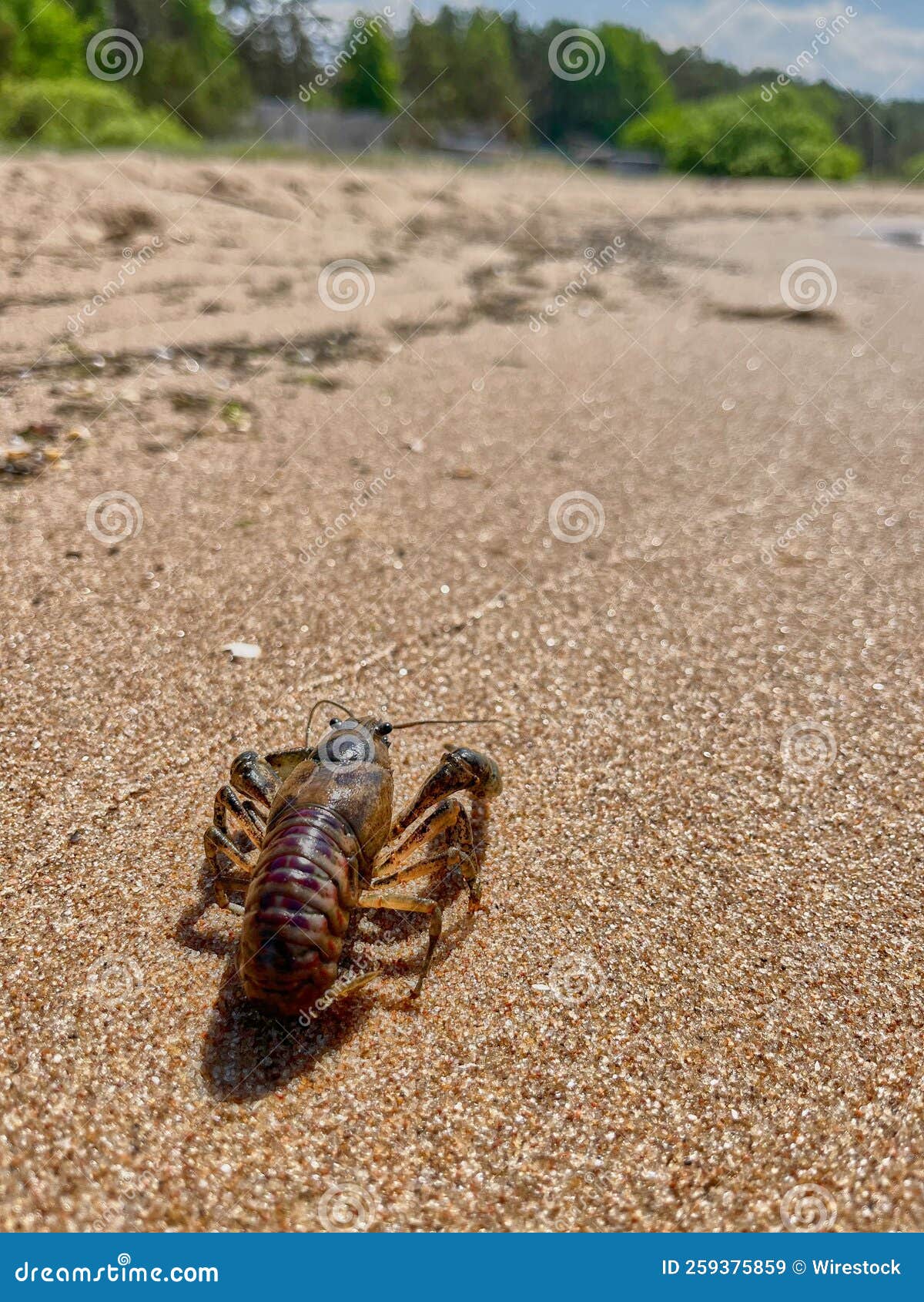 Vertical Shot of a Crab Walking on the Sand Stock Image - Image of ...