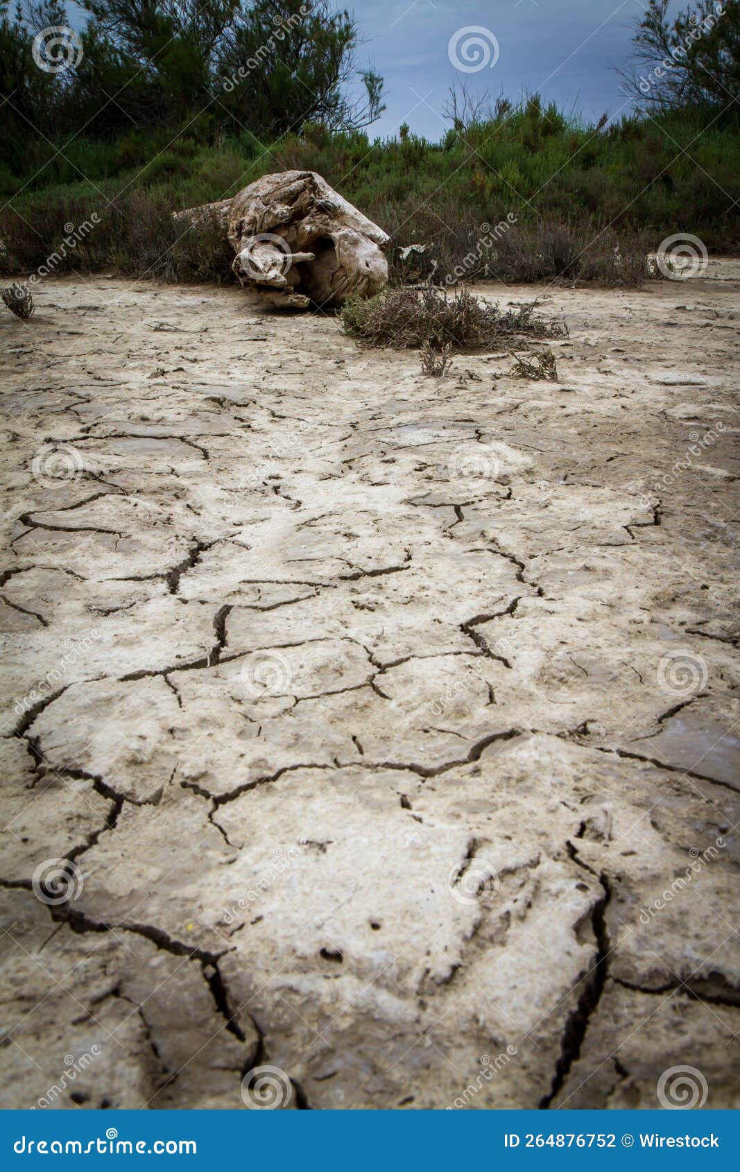 Vertical Shot of the Cracked Sand Ground in a Desert Stock Photo ...