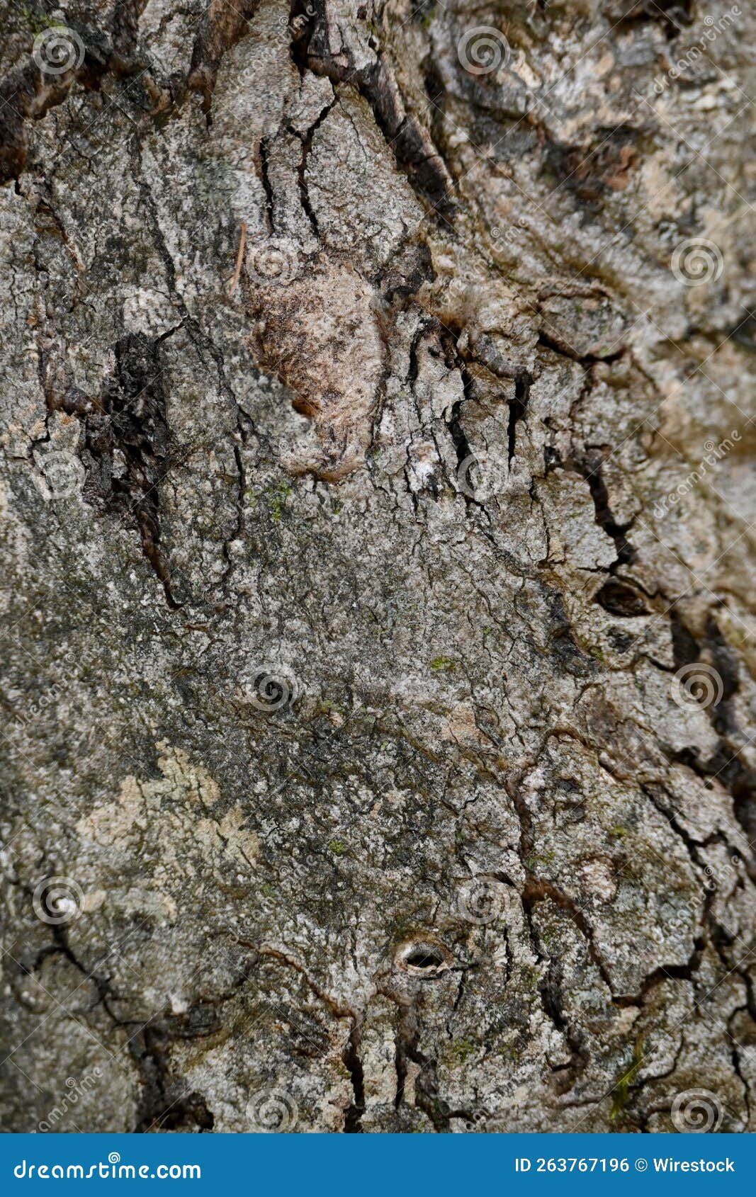 Vertical Shot of Cracked Tree Bark Texture Stock Photo - Image of ...