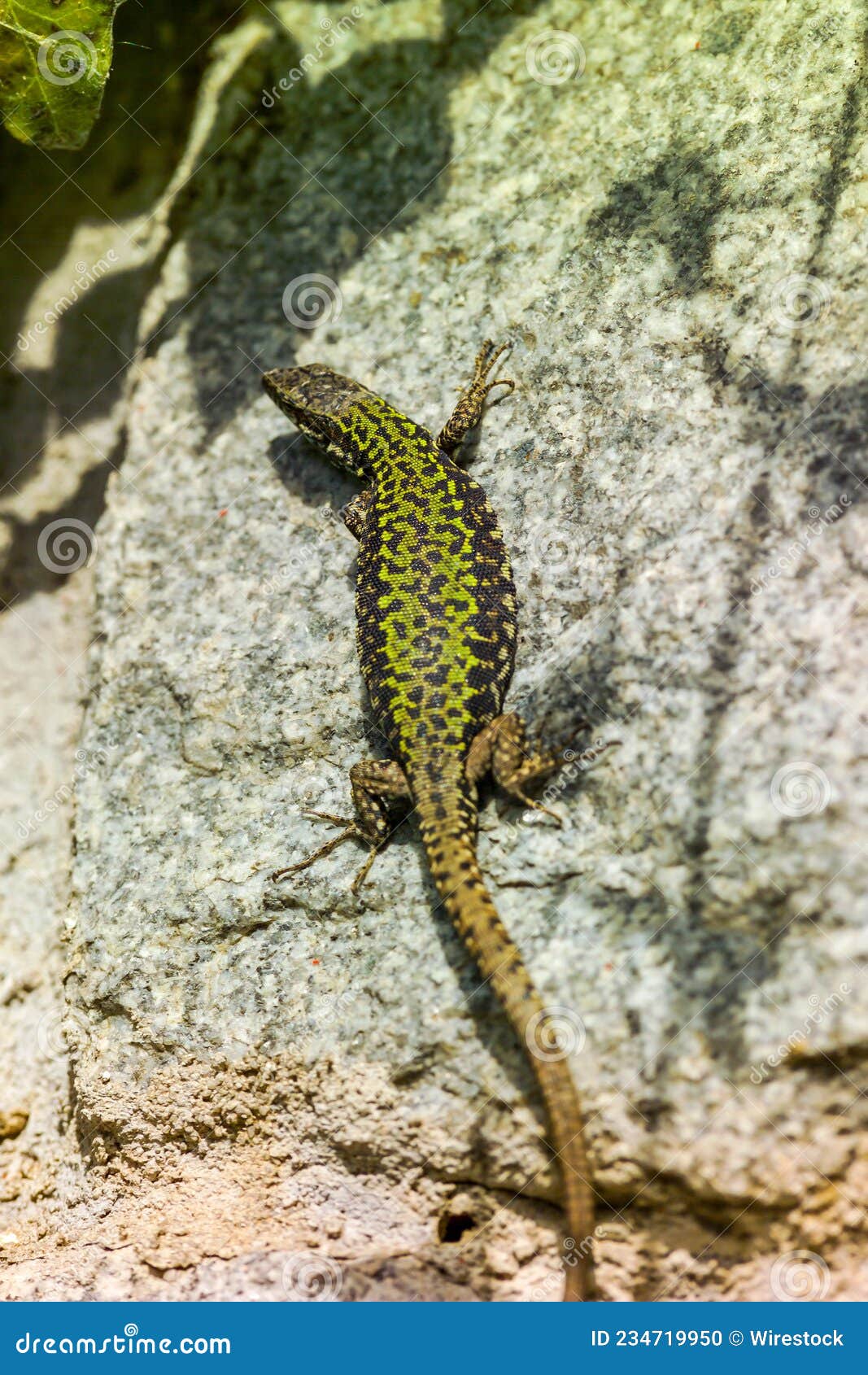 Vertical Shot of a Crawling Common Wall Lizard Stock Photo - Image of ...