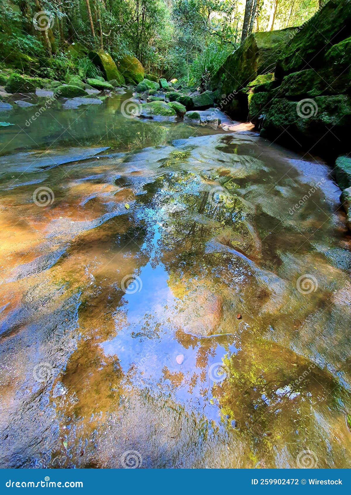 Vertical Shot of a Creek in the Forest Stock Photo - Image of ...