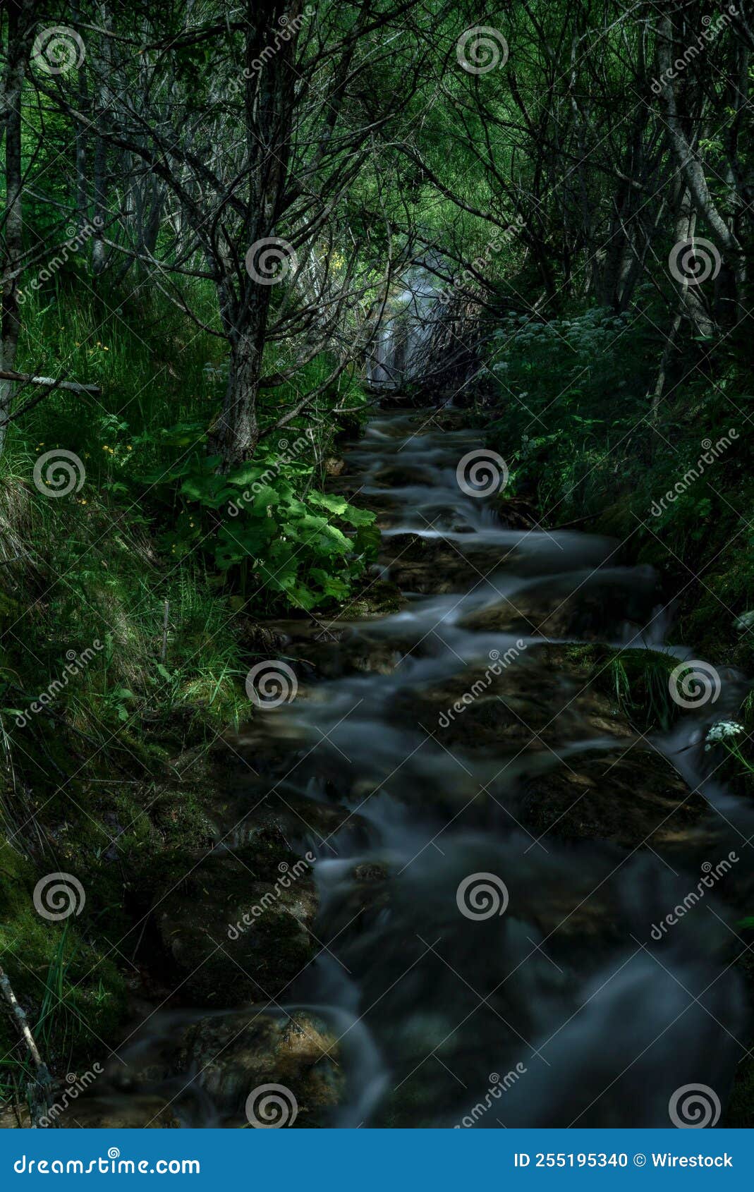 Vertical Shot of a Creek in the Forest Surrounded by Green Grass and ...