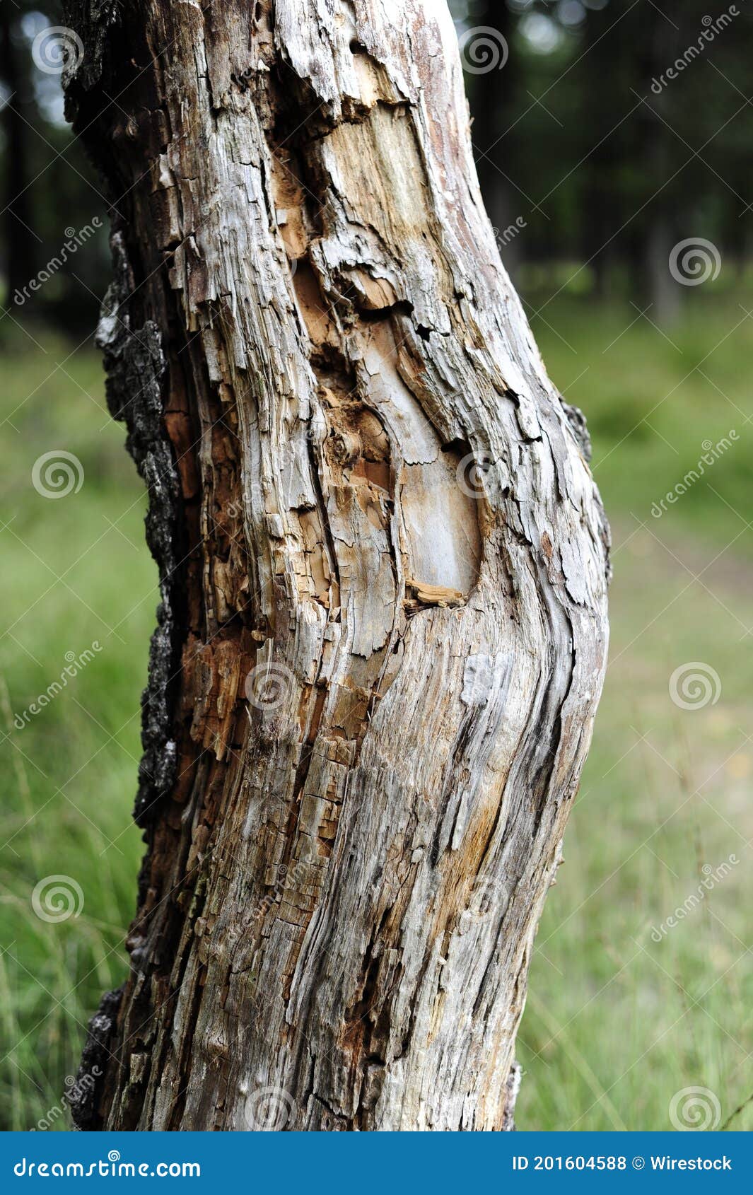 Vertical Shot of a Crooked Tree Trunk in the Woods Stock Photo - Image ...