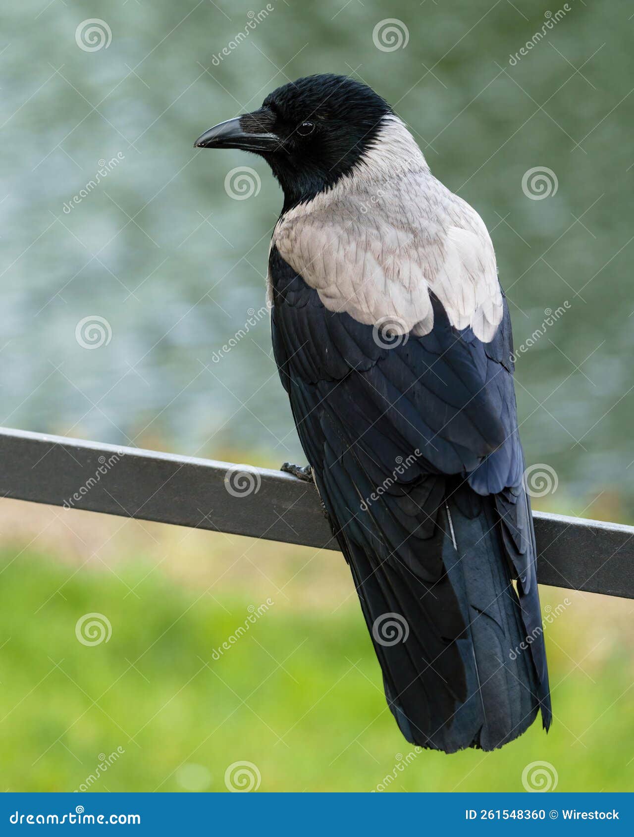 Vertical Shot of a Crow Perched Outdoors with a Blurred Greenery ...