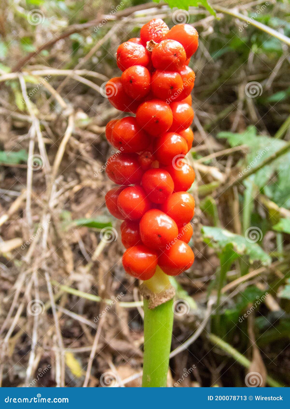 Vertical Shot of Cuckoo-pint Plant Stock Image - Image of stem ...
