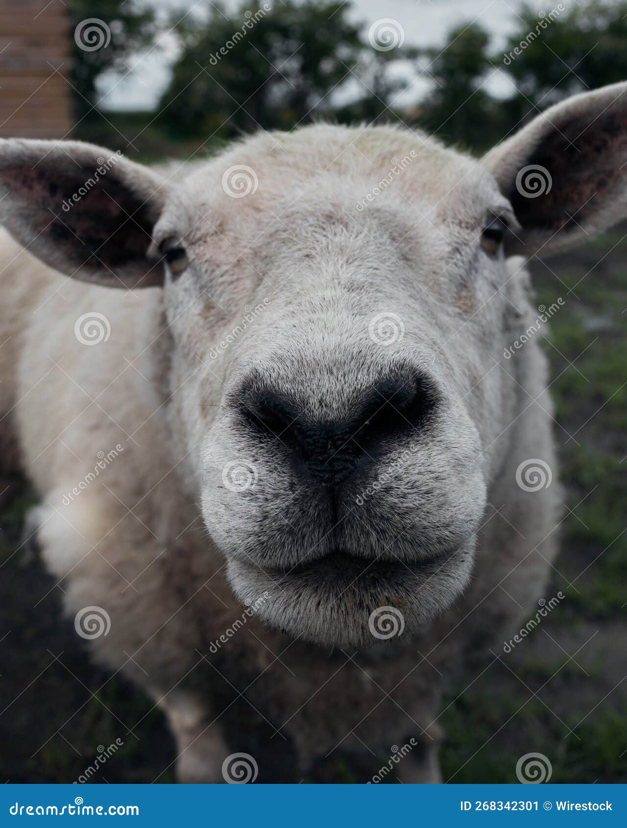 Vertical Shot of a Curious Sheep Looking at the Camera Stock Image ...
