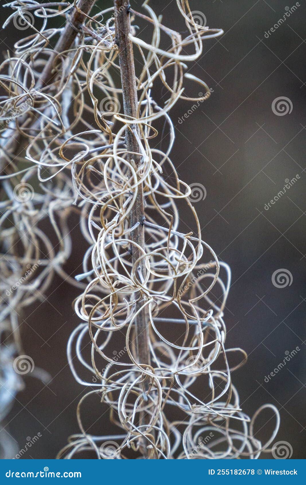 Vertical Shot of Curled Up Dried Leaves Strings on a Branch Stock Photo ...