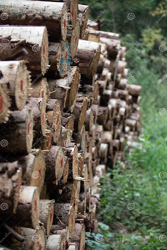 Vertical shot of cut logs stock image. Image of logs - 254943645
