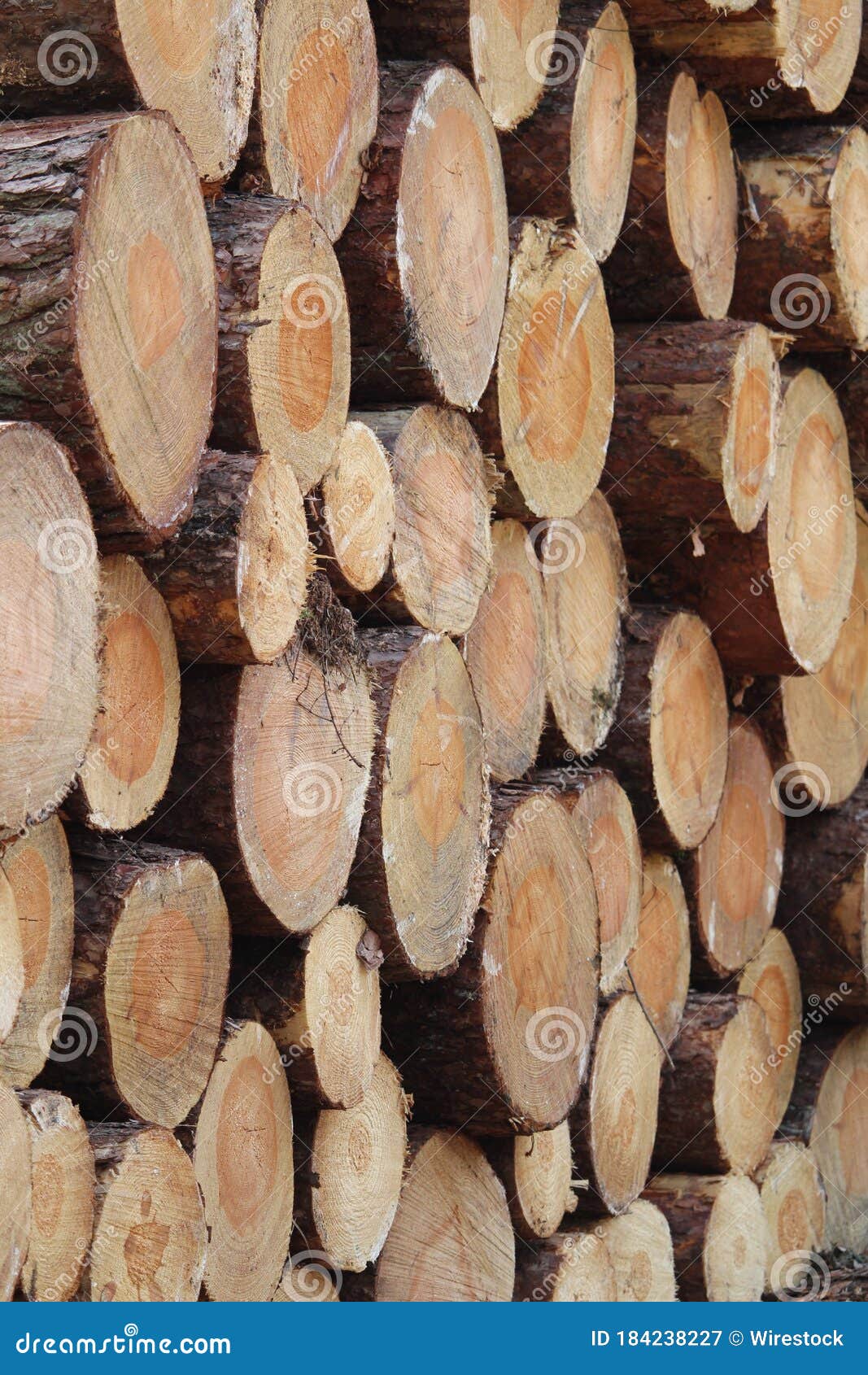 Vertical Shot of the Cut Pieces of Tree Stock Image - Image of aging ...