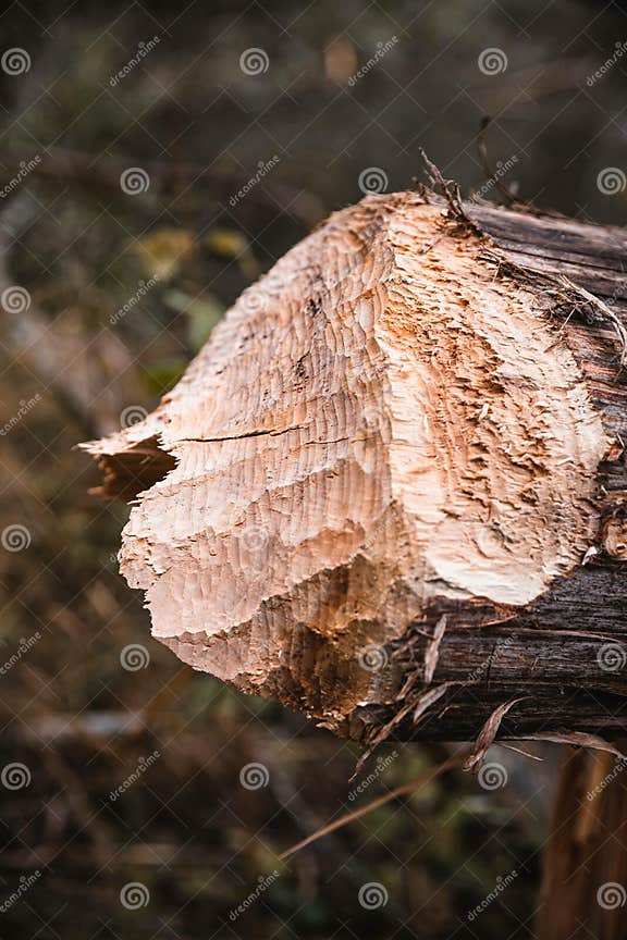 Vertical Shot of a Cut Tree in a Forest Stock Image - Image of vertical ...