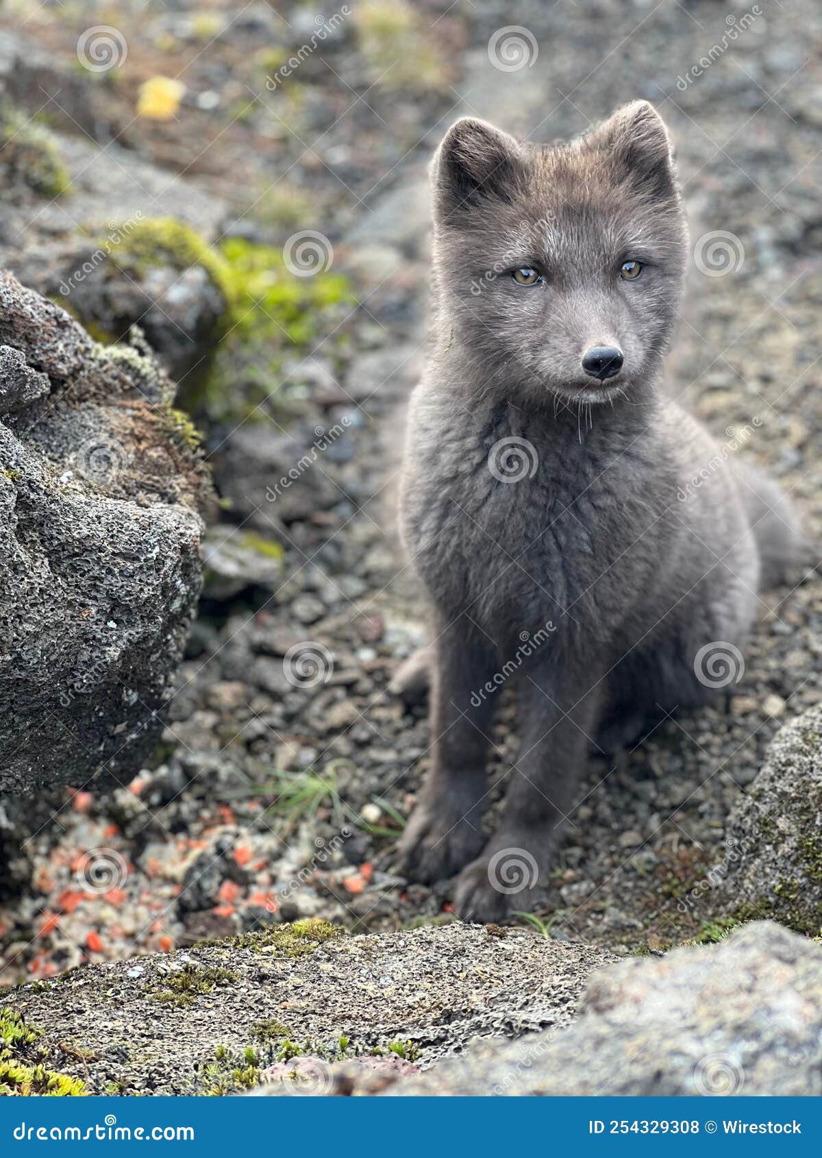 Vertical Shot of a Cute Baby Arctic Fox Stock Photo - Image of looking ...