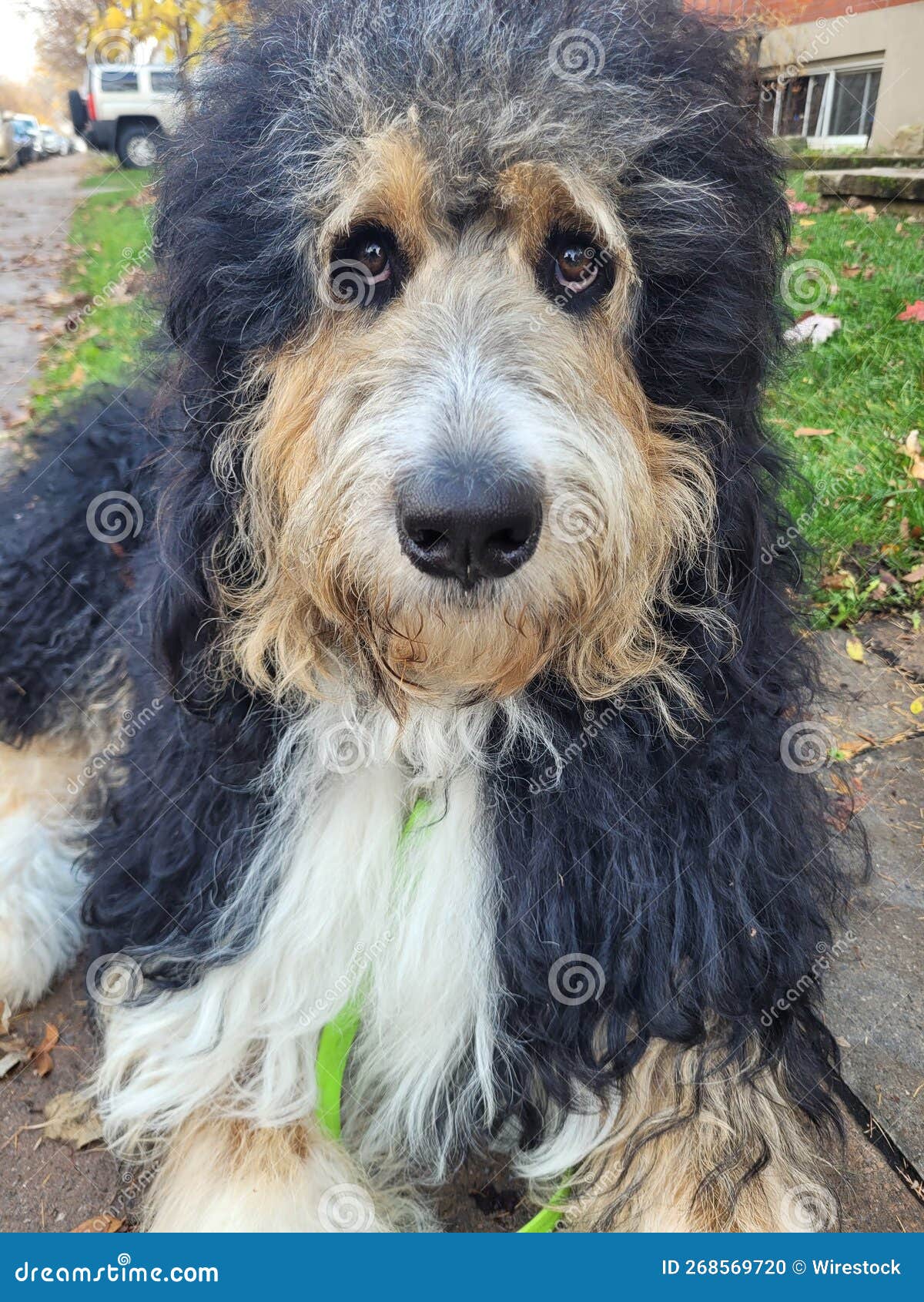 Vertical Shot of a Cute Bernedoodle Dog Stock Photo - Image of studio ...