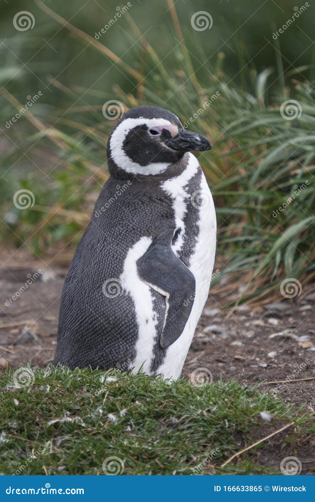 Vertical Shot of a Cute Black and White Penguin Standing among the ...