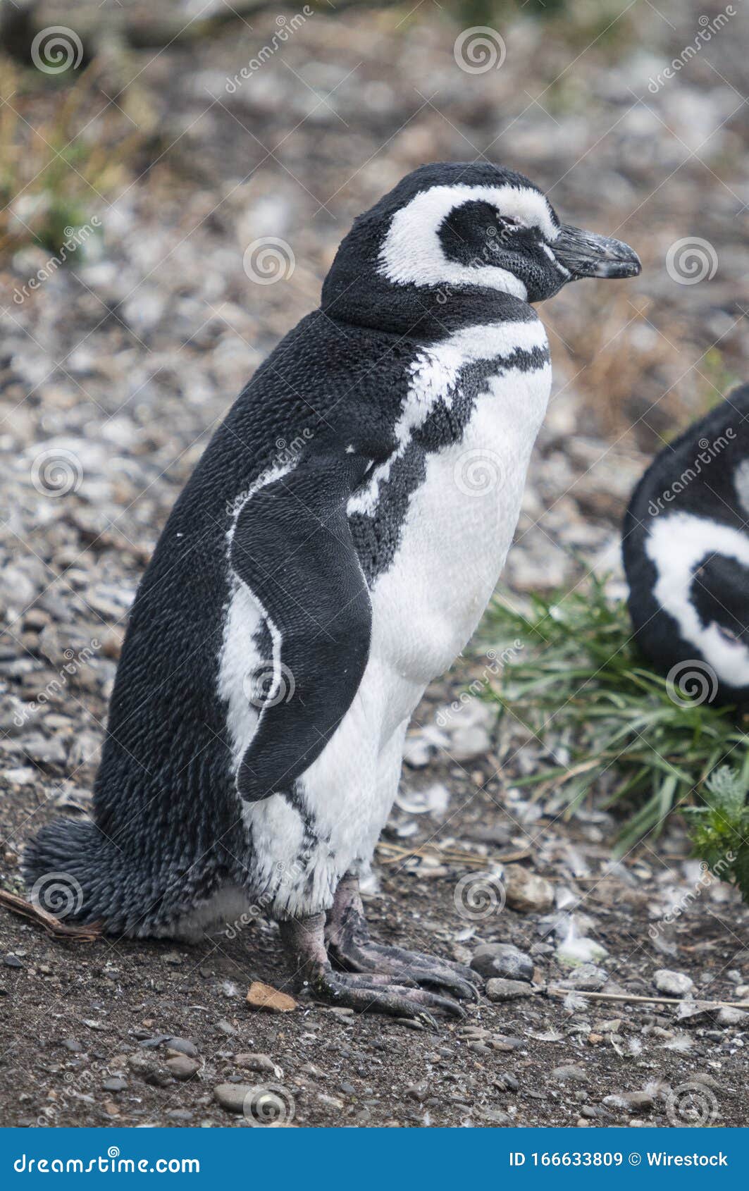Vertical Shot of a Cute Black and White Penguin Standing on the Soil ...