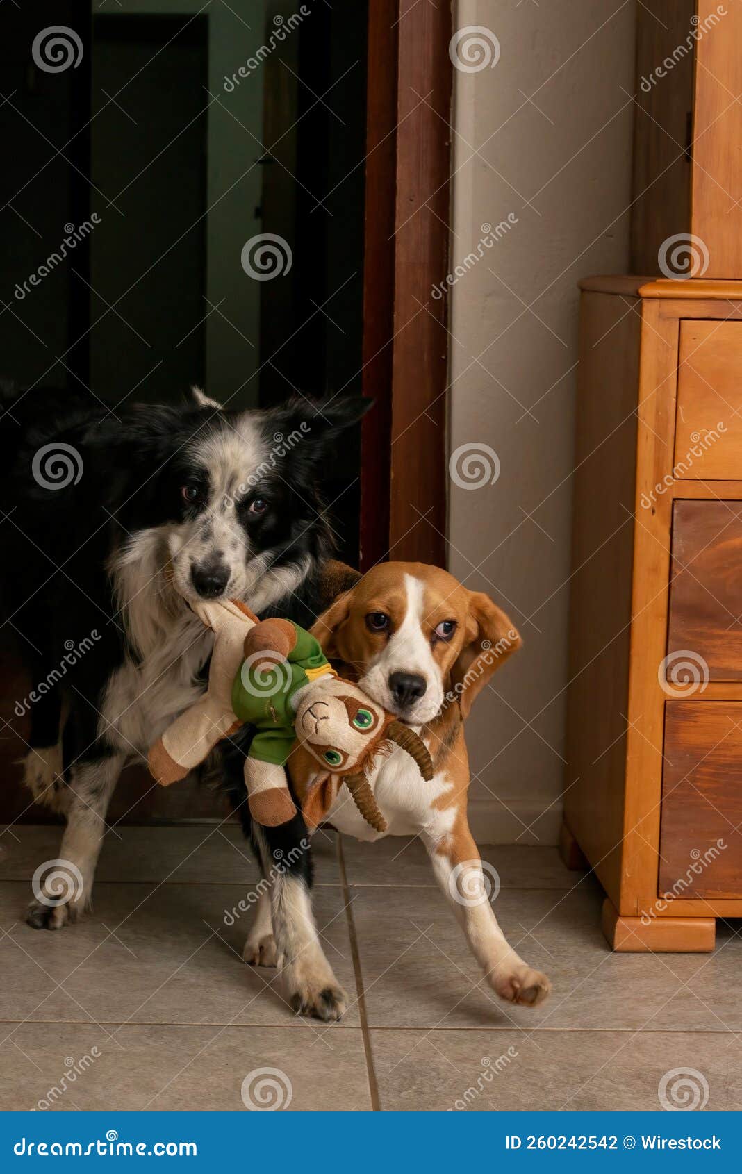 Vertical Shot of a Cute Border Collie and Beagle Dog Fighting for a Toy ...