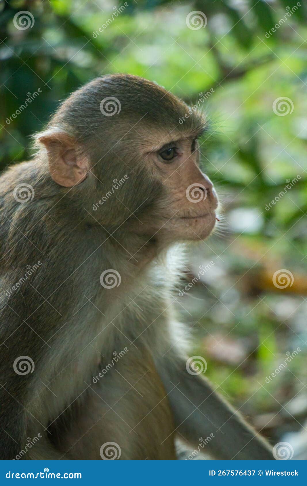 Vertical Shot of a Cute Brown Monkey Stock Image - Image of animal ...