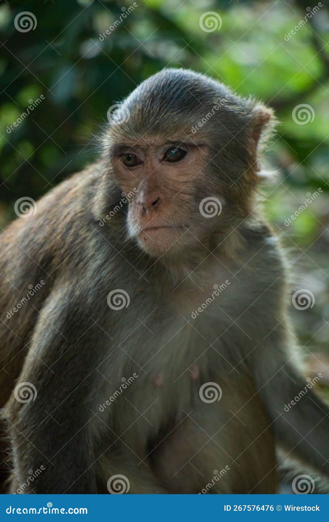 Vertical Shot of a Cute Brown Monkey Stock Photo - Image of brown ...