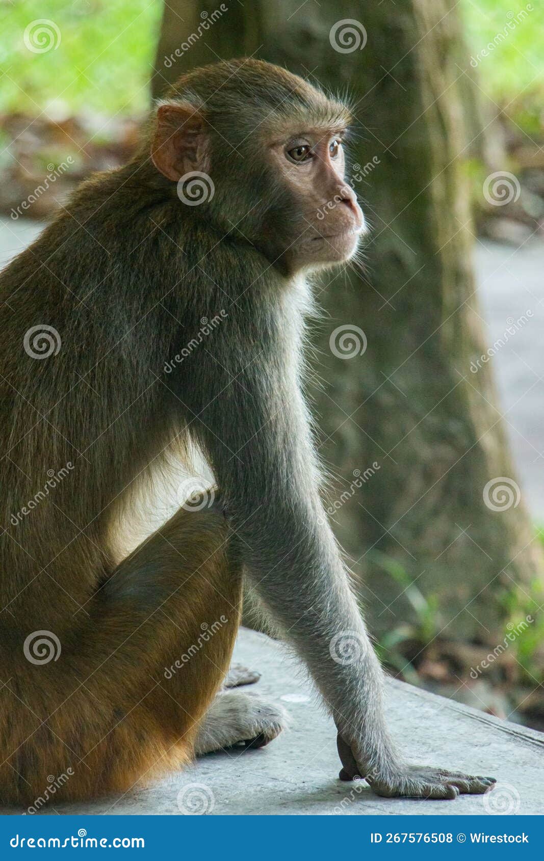 Vertical Shot of a Cute Brown Monkey Stock Photo - Image of cute ...