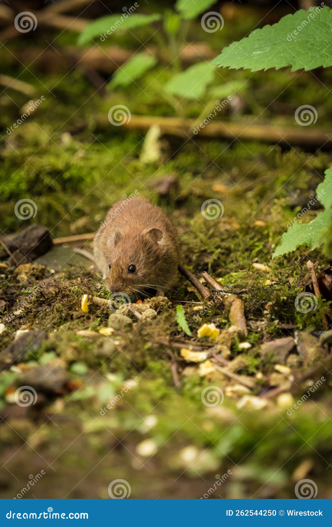 Vertical Shot of a Cute Brown Mouse Captured in a Garden Stock Photo ...
