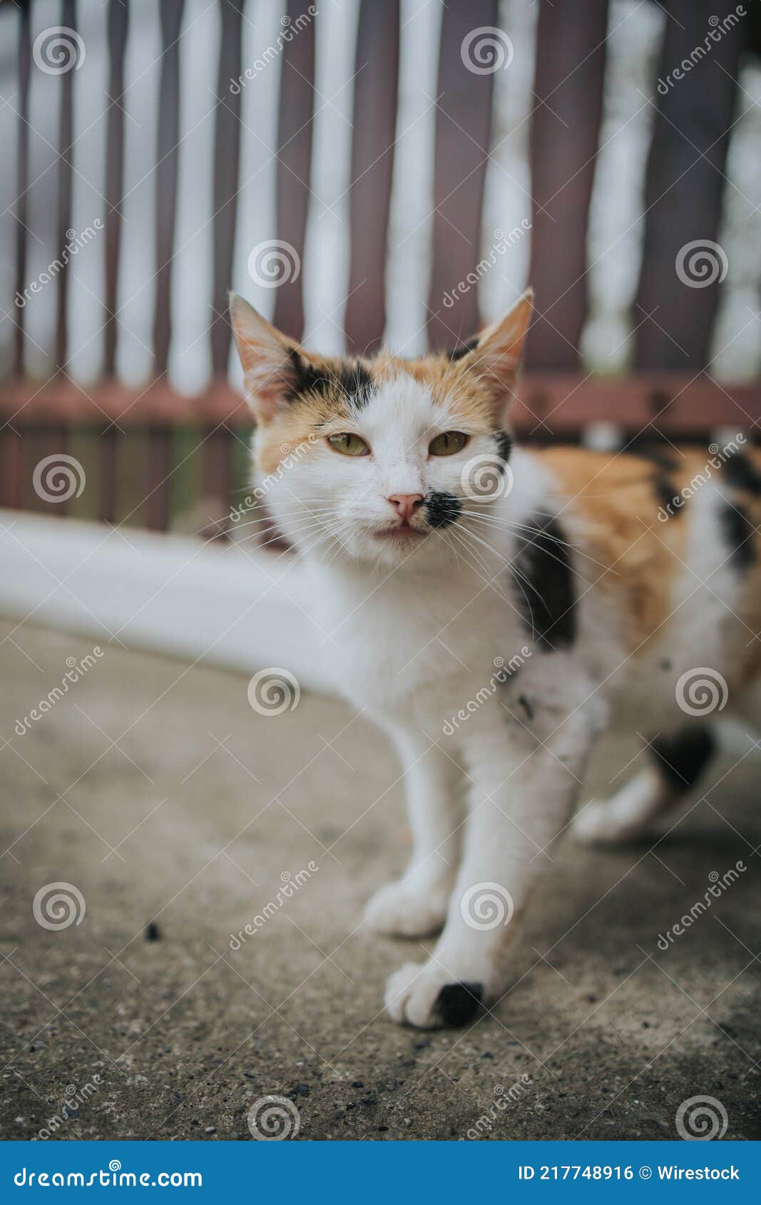 Vertical Shot of a Cute Calico Cat Outdoors Stock Photo - Image of ...
