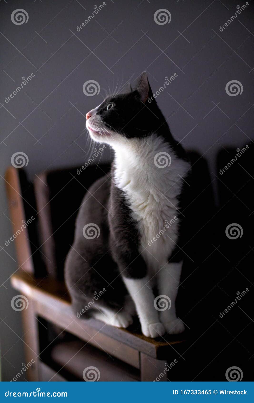 Vertical Shot of a Cute Cat Carefully Observing Its Surroundings Stock ...