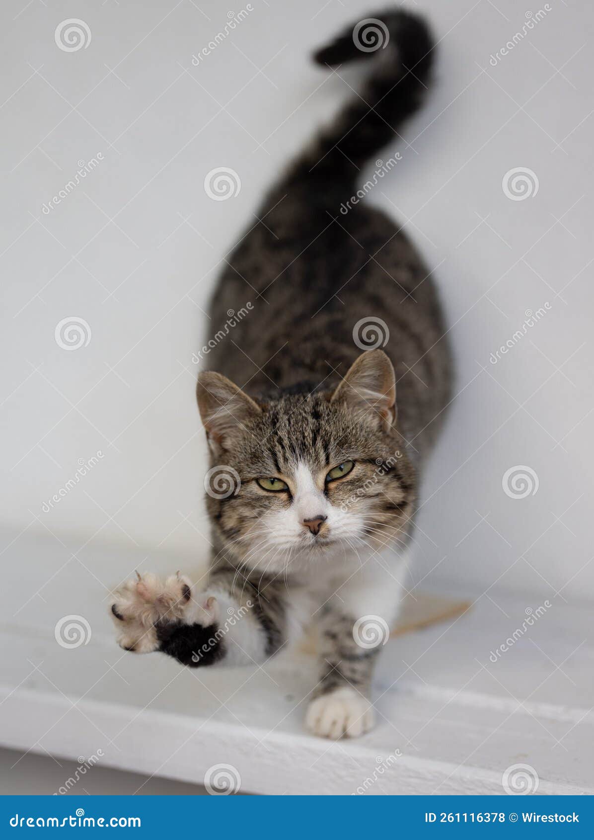Vertical Shot of a Cute Cat with Its Paw Up on a White Background Stock ...